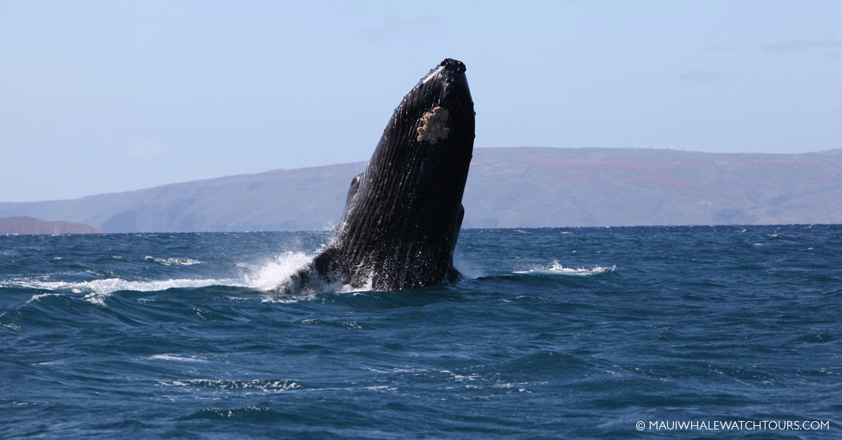 How to recognize Humpback Whale Surface Behavior
